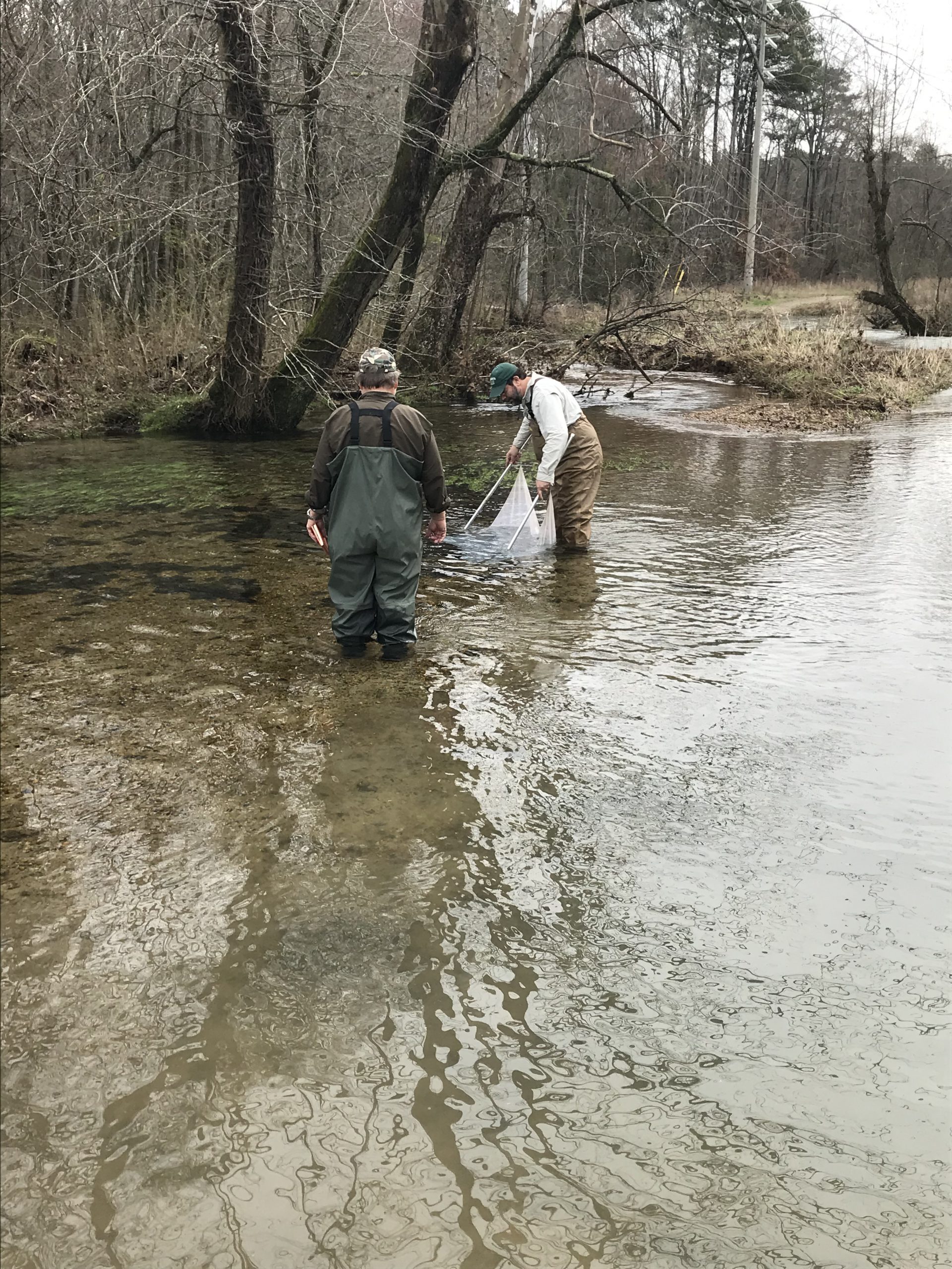 Assessing a Threatened Fish Species Using Remotely Operated Vehicle ...