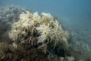 Protecting Pearl Harbor’s Marine Environment From Aquatic Invasive ...